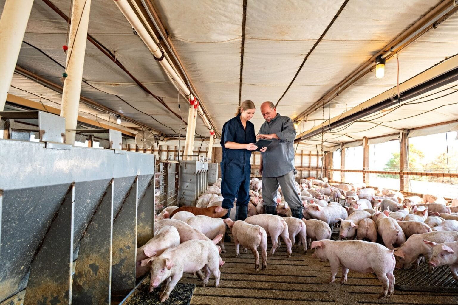 Pork production - Prabesh Group